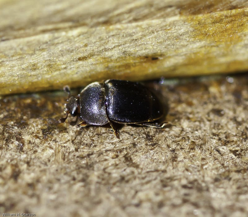 All About Honeybees, Bill's Bees Blog